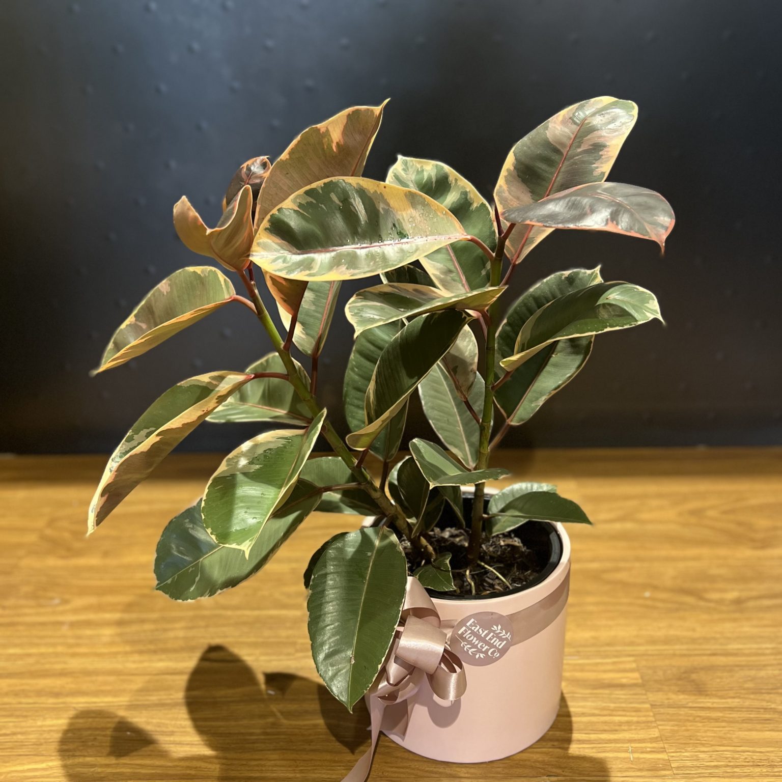 Ficus Ruby - East End Flower Co