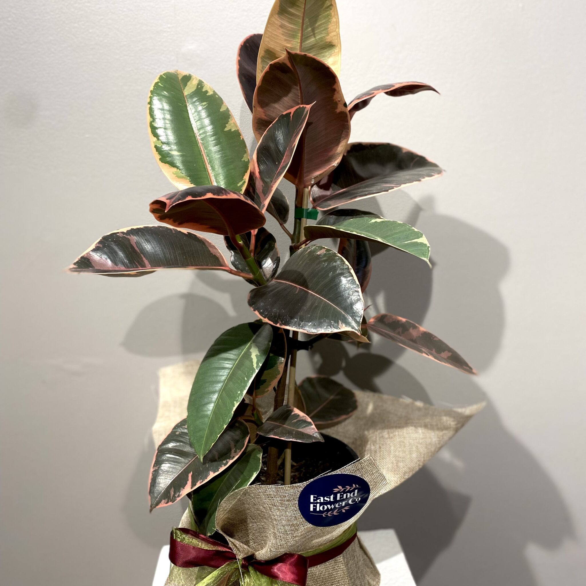 Ficus Ruby - East End Flower Co