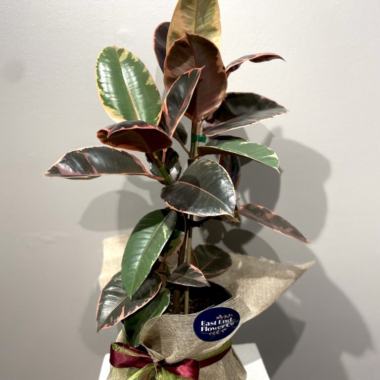 Ficus Ruby - East End Flower Co